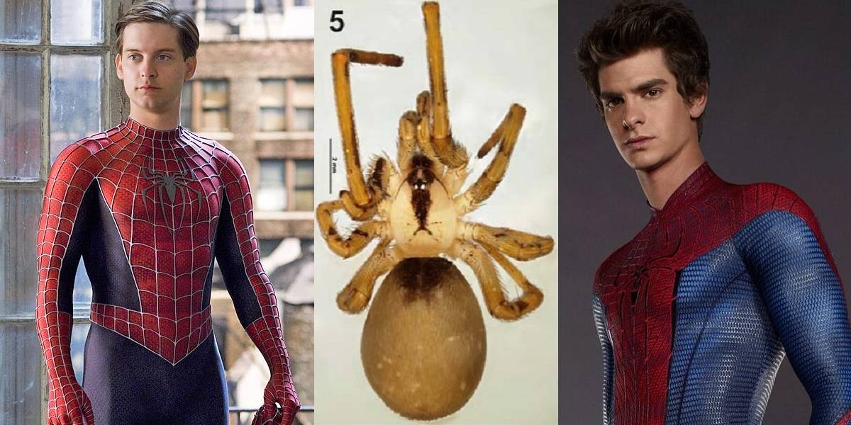 Spider-Man Actors Have Spider Species Named After Them