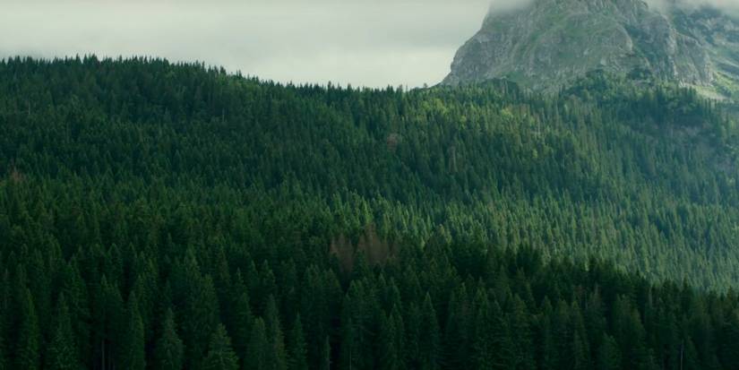 The Forest Review