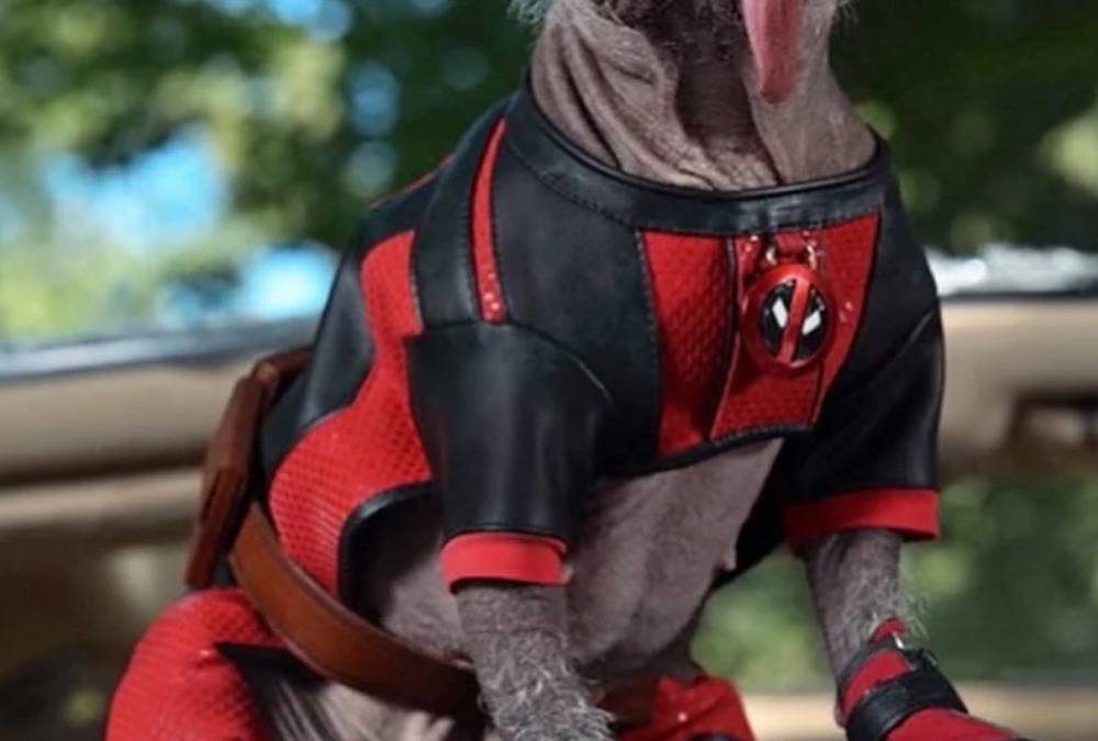 Peggy (Dog) | ScreenRant